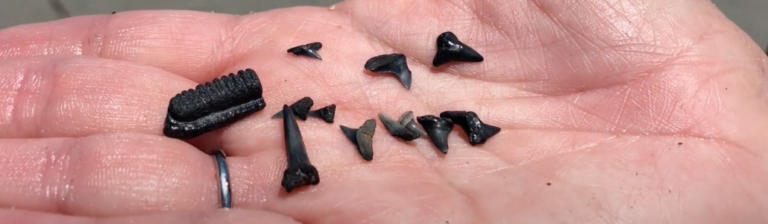 Shark Tooth Hunting in the Lowcountry around Hilton Head Island, SC ...